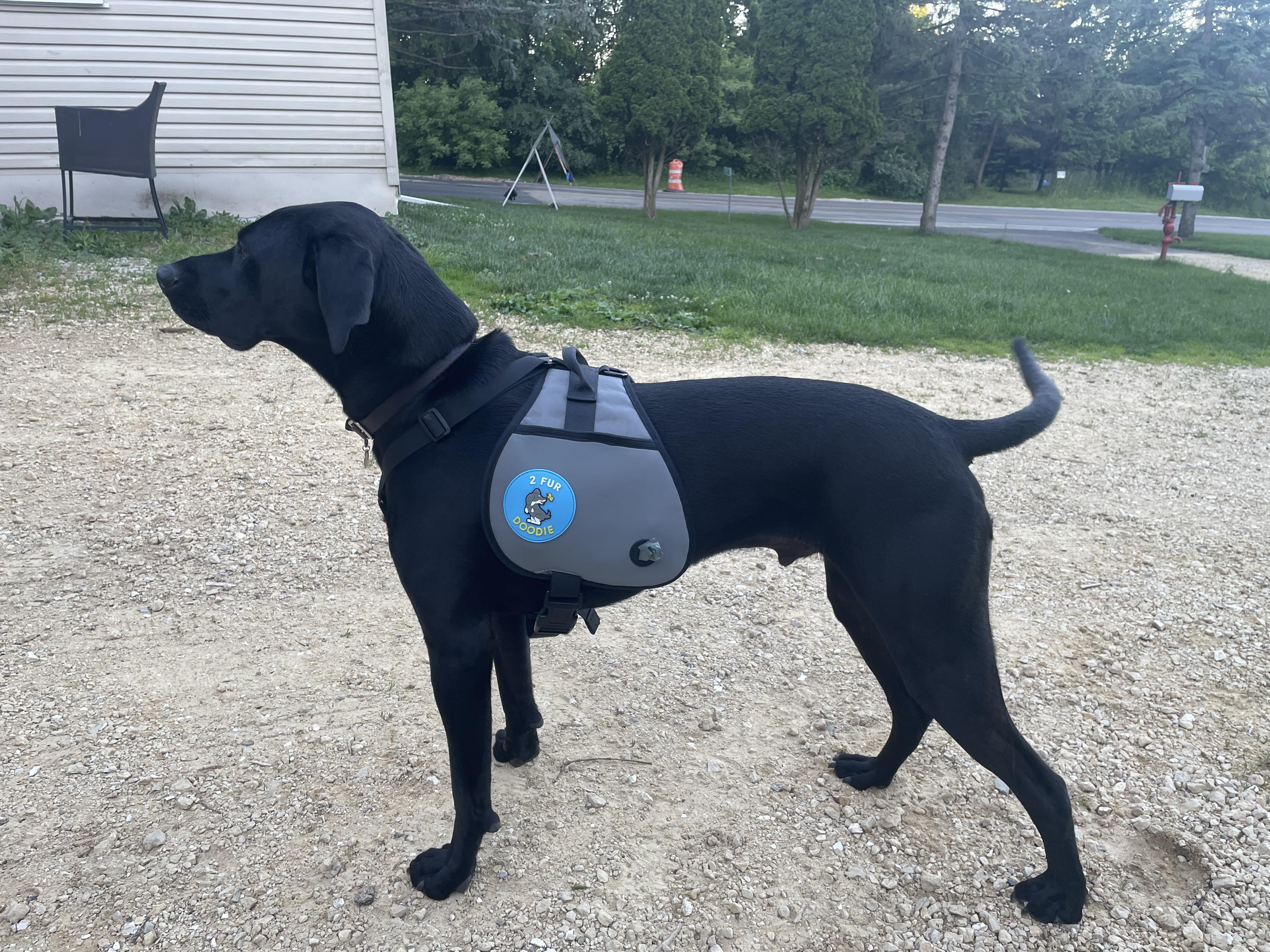 The Amazing Health Benefits of Owning a Dog – 2 Fur Doodie™️