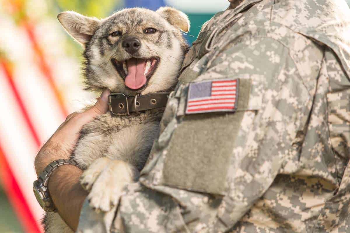 October 21: National Pets for Veterans Day – 2 Fur Doodie™️
